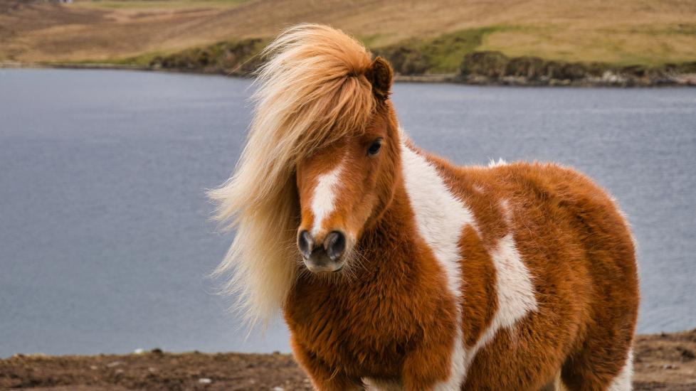 Shetland Pony | PetMD
