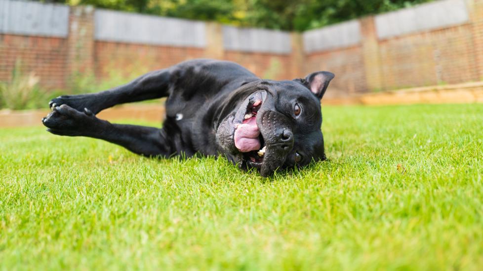 How To Tell if Your Dog Has Worms: Symptoms, Treatment, and Prevention ...