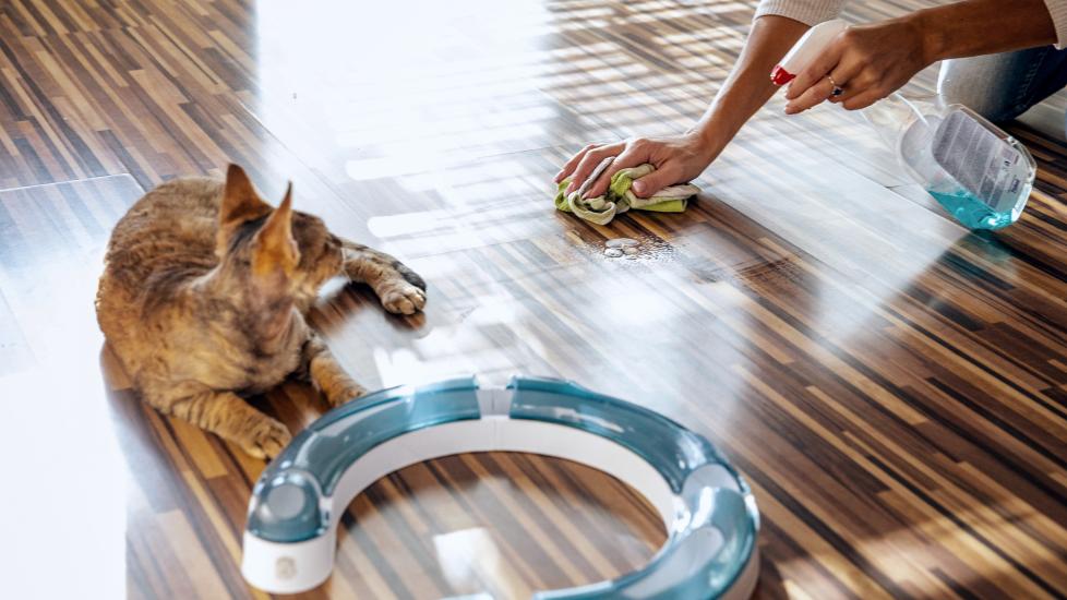 Cat Spraying: Why Cats Do It and How to Stop It | PetMD