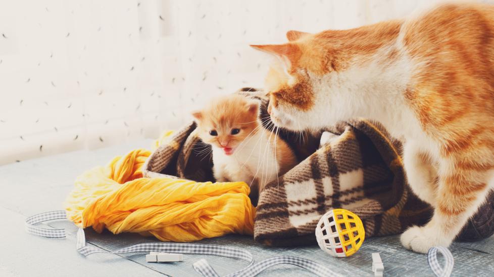 How Many Kittens Can Cats Have? | PetMD