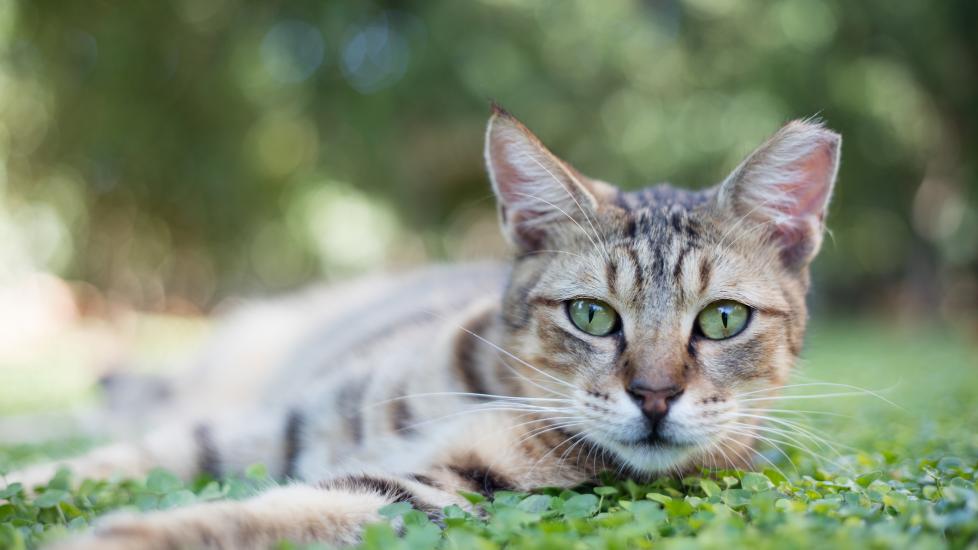 Lungworms in Cats: What Are They, and How Do You Treat Them? | PetMD
