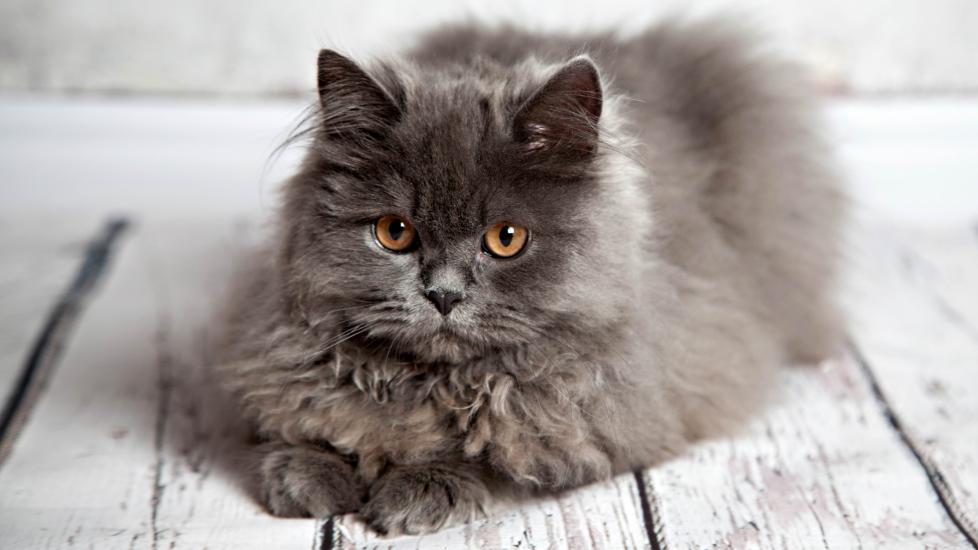 7 Flat-Faced Cats With Smushed Faces | PetMD