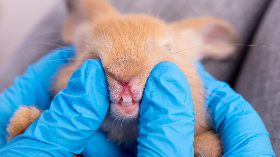 How To Care for Rabbit Teeth | PetMD