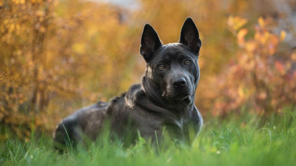 Black Thai Ridgeback Dog Thai Ridgeback Black Female Raises Paw