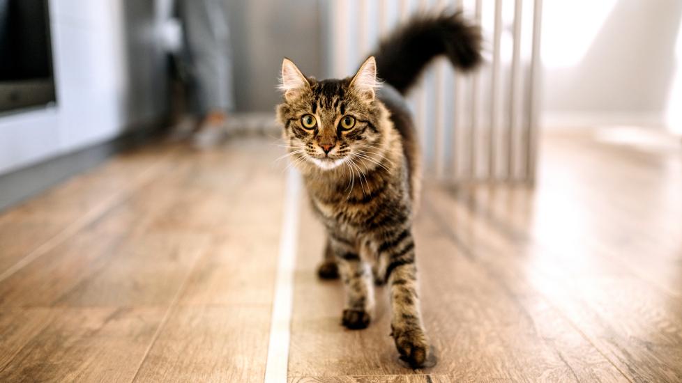 Cat Diarrhea: Causes and What to Do About It | PetMD