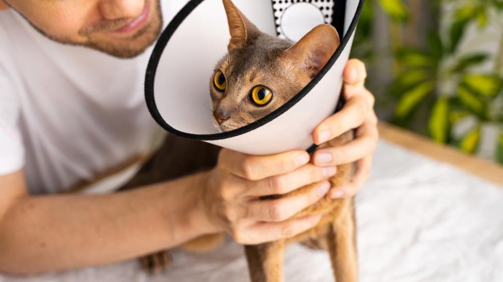 Wound Care For Cats: How to Care For Your Cat During Recovery | PetMD