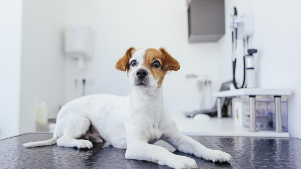 Anesthesia for Dogs: What Is It, and How Does It Work? | PetMD