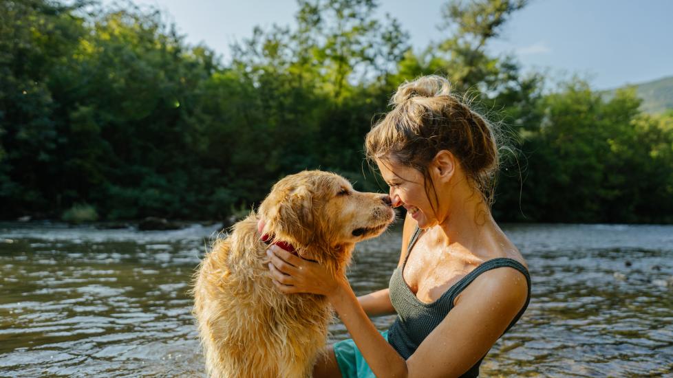 Dog Microchips: 3 Reasons Why You Should Microchip Your Pet | PetMD