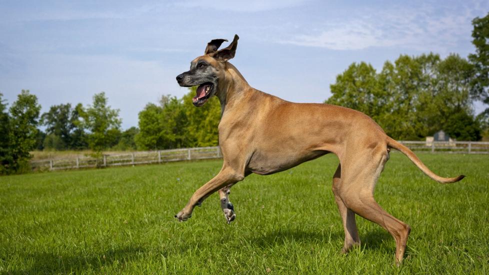 Great Dane Dog Breed Health and Care | PetMD