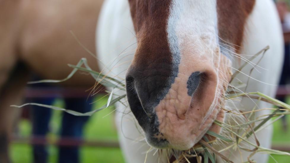 What Do Horses Eat? | PetMD
