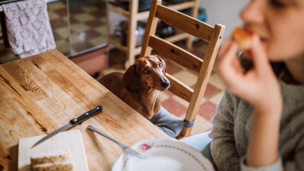 Why Dog Begging Happens and How To Stop It | PetMD