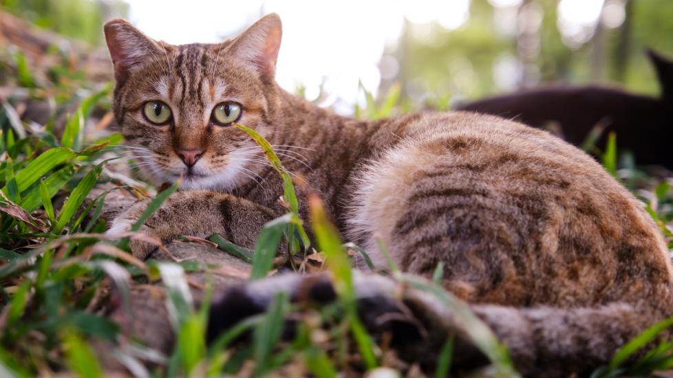Rabies in Cats: What Is It, and What Causes It? | PetMD