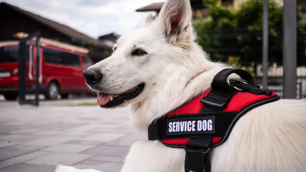 Types of Service Dogs and How They Help Their Humans | PetMD