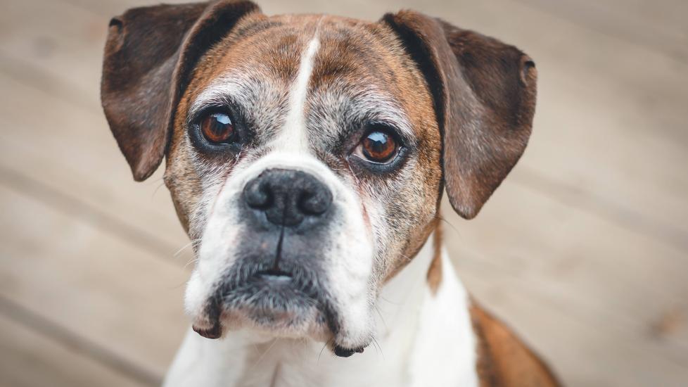 Why Does My Dog Stare at Me? | PetMD