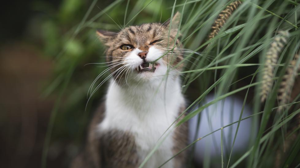 Stomatitis in Cats: Symptoms, Causes and Treatment | PetMD