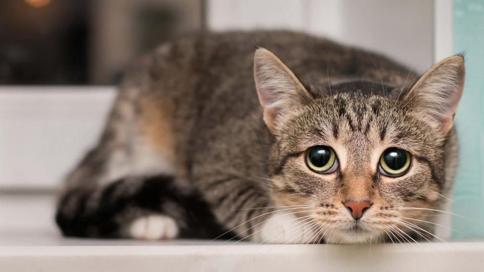 How to Comfort a Scared Cat | PetMD