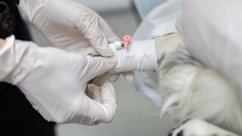 IV Catheters for Dogs: What Are They, and How Do You Care For Them? | PetMD