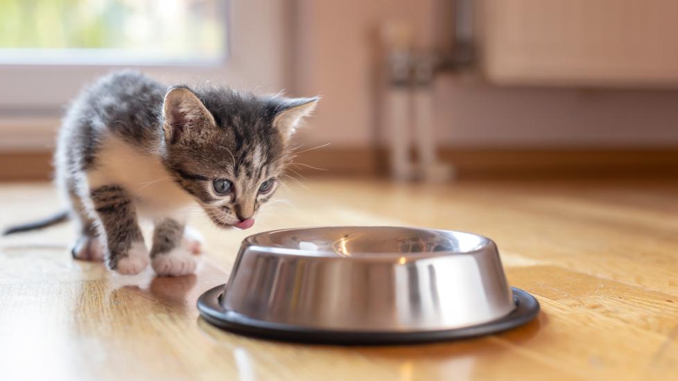 Feeding Kittens 101: How Much To Feed Kittens, and More | PetMD
