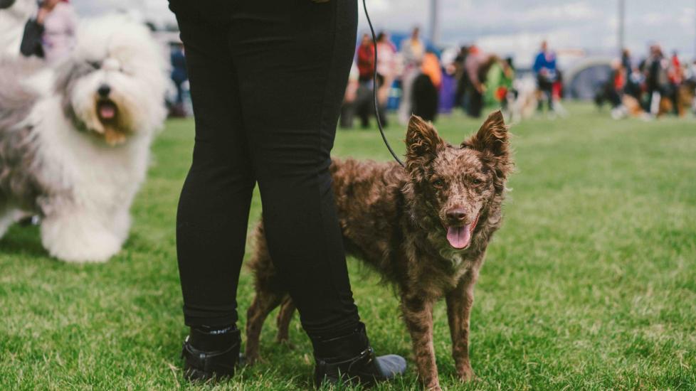 Mudi Dog Breed Health and Care | PetMD