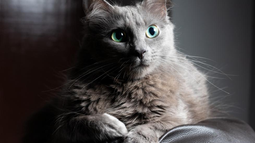 Nebelung Cat Breed Health and Care | PetMD