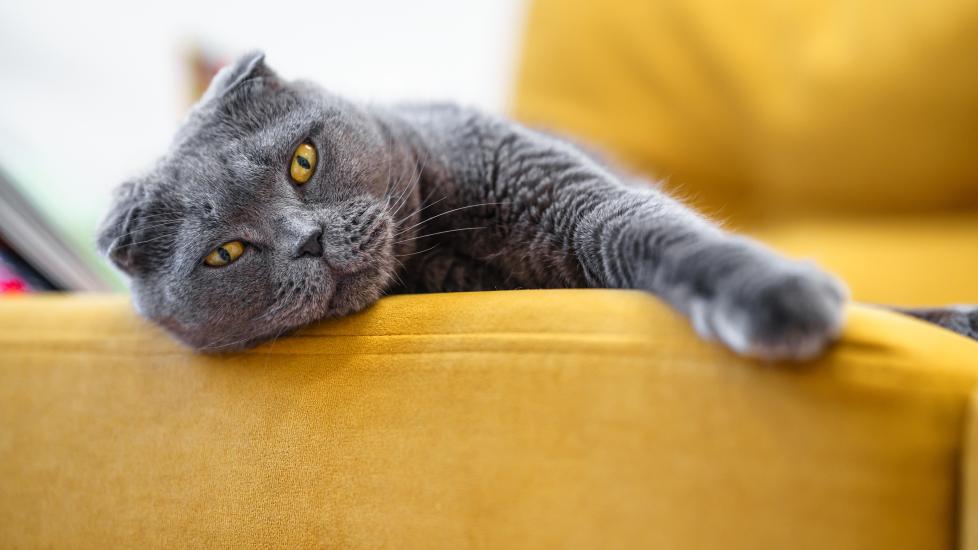 9 Fascinating Genetic Anomalies in Cats | PetMD
