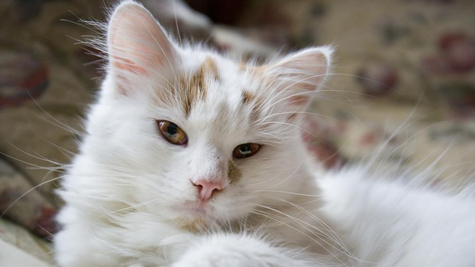 Turkish Van Cat Breed Health and Care | PetMD