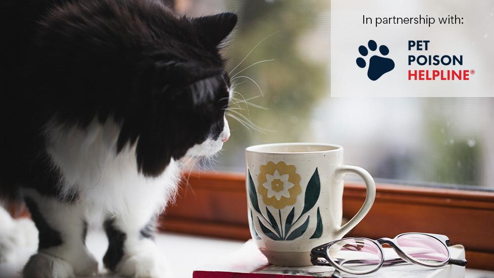 Cats and Caffeine: Can Cats Drink Coffee? | PetMD