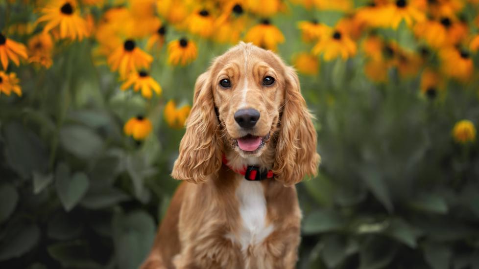 Cocker Spaniel Dog Breed Health and Care | PetMD
