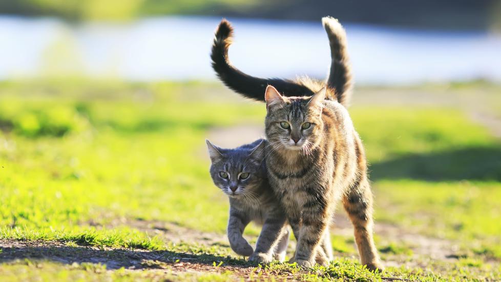 Can You Spay a Cat in Heat? Everything You Need To Know | PetMD