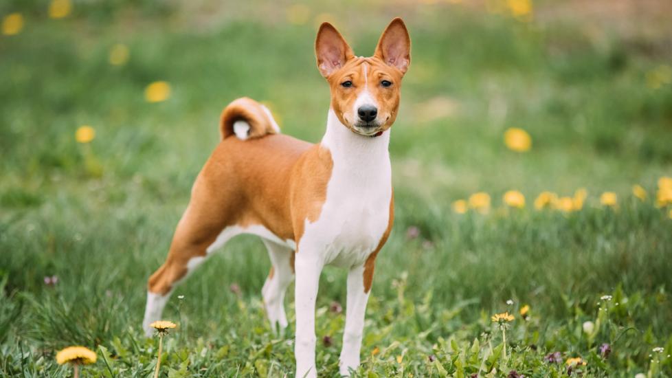 10 of the Cleanest Dog Breeds | PetMD