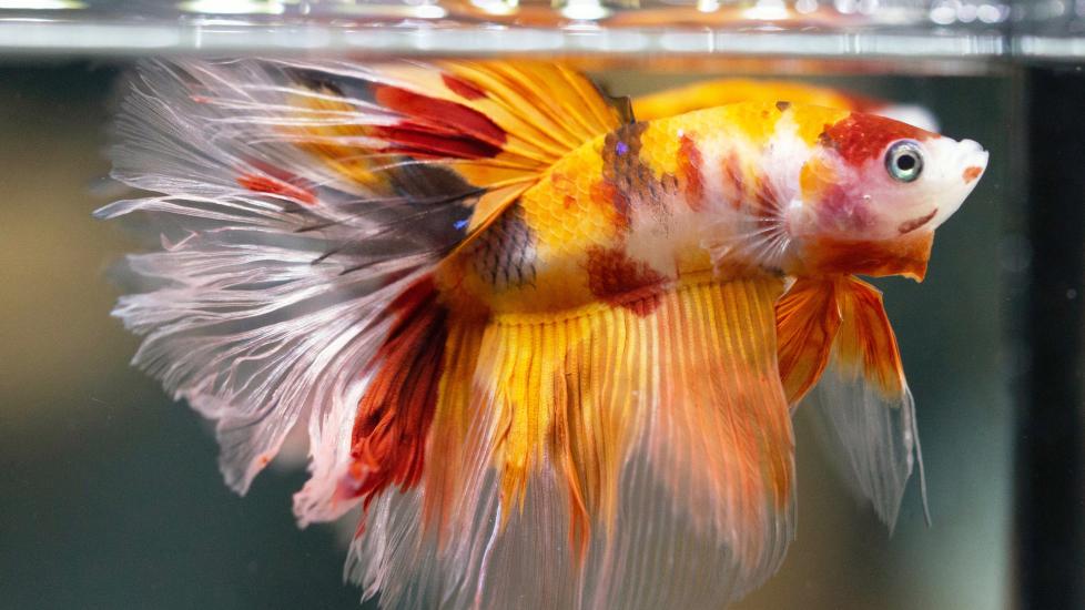 How Do Fish Breathe? | PetMD