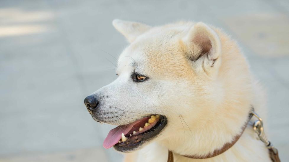 Kishu Ken Dog Breed Health and Care | PetMD