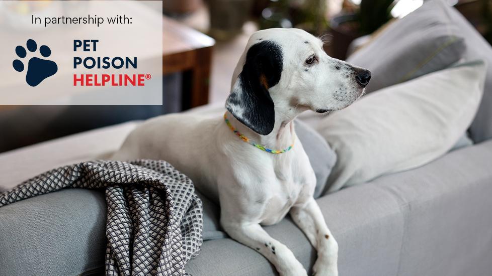 Xylitol Poisoning in Dogs | PetMD