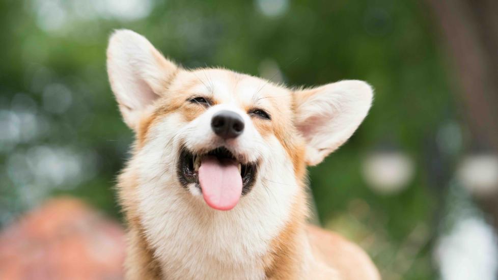 Can Dogs Laugh? | PetMD