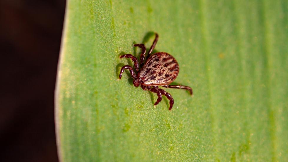 Brown Dog Tick: What Are They and Where Do Brown Dog Ticks Live? | PetMD