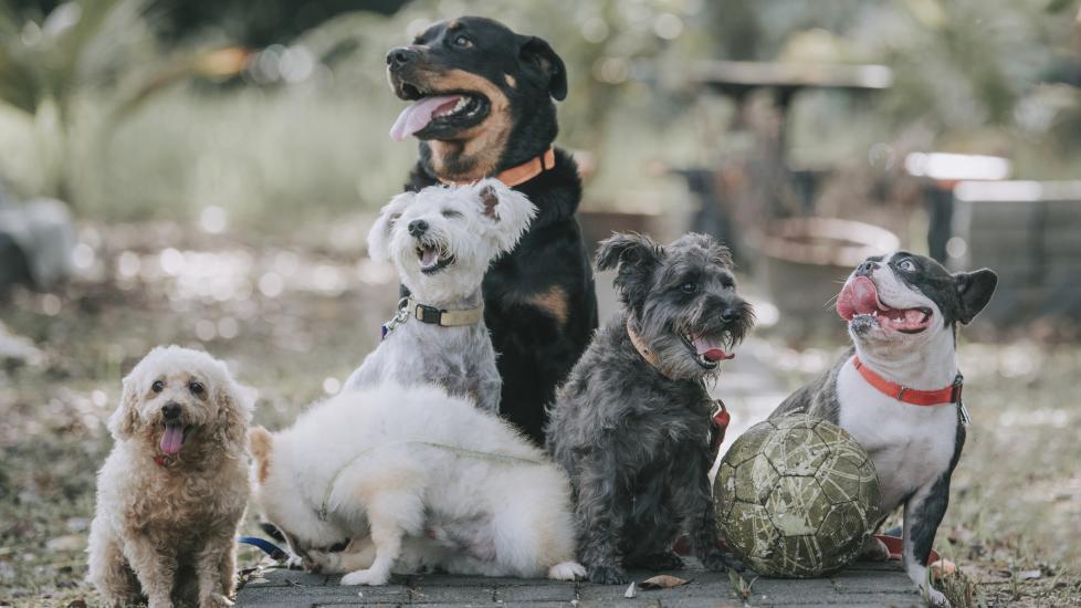 Dog Flu (Canine Influenza): Symptoms and Treatment | PetMD