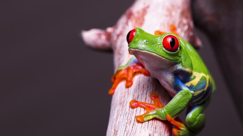 10 Best Pet Frogs | PetMD