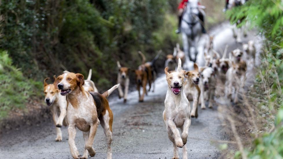 English Foxhound Dog Breed Health and Care | PetMD