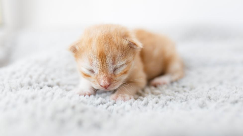 Fading Kitten Syndrome | PetMD