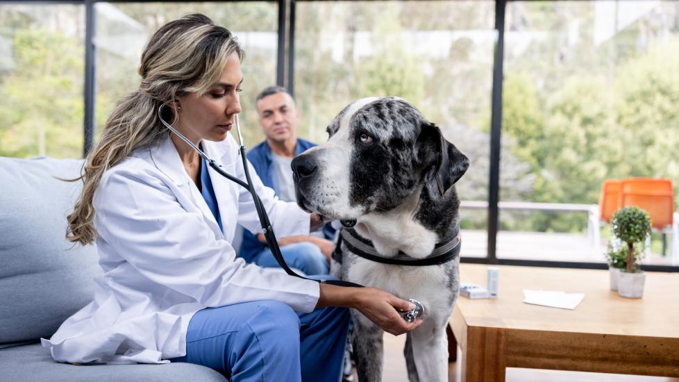 Arrhythmia in Dogs: What It Is and What Causes Irregular Heartbeat in ...