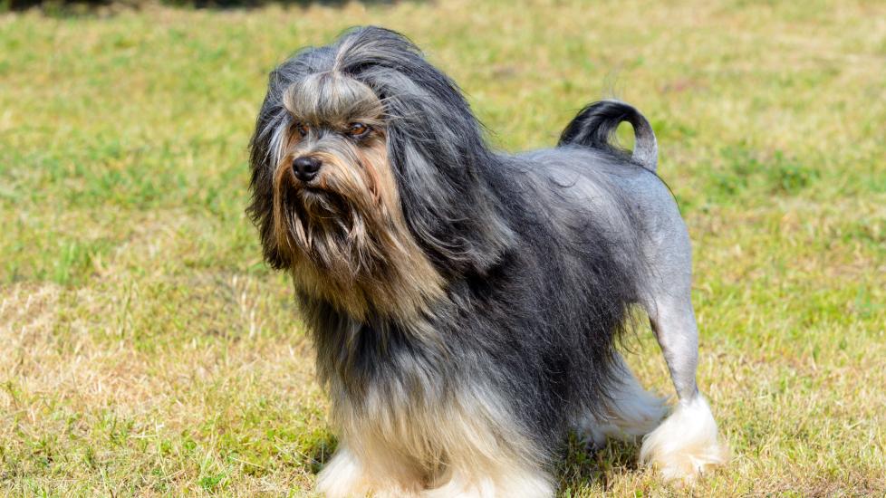 Löwchen Dog Breed Health and Care | PetMD