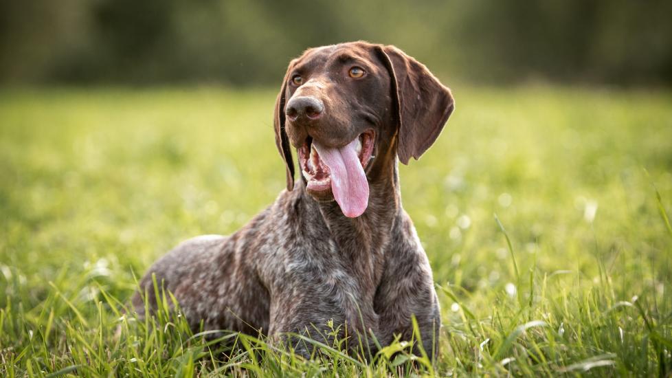 German shorthaired pointer breed store