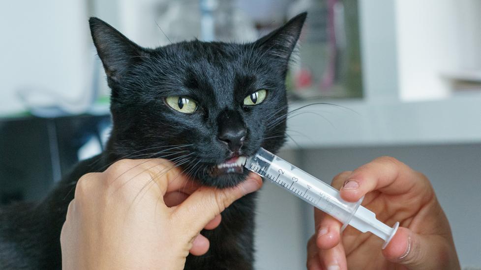 How To Give a Cat Liquid Medicine | PetMD