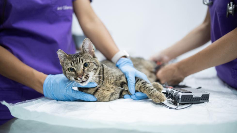 Smoke Inhalation in Dogs and Cats: What To Do if Your Pet Inhales Smoke ...