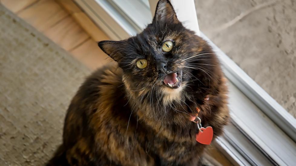 Why Is My Cat Meowing So Much? | PetMD