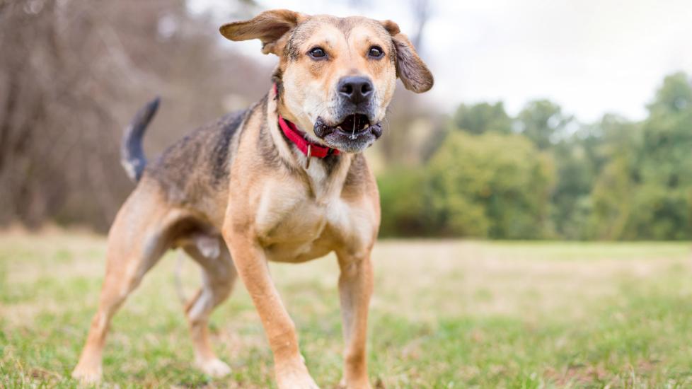 What Dog Growling Means and What To Do | PetMD