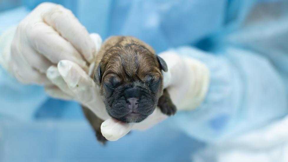 Dog C-Section: What the Procedure Is and How To Prepare Your Dog | PetMD