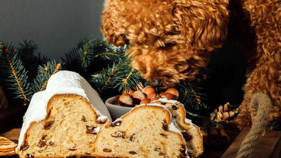 Can Dogs Eat Raisins? | PetMD