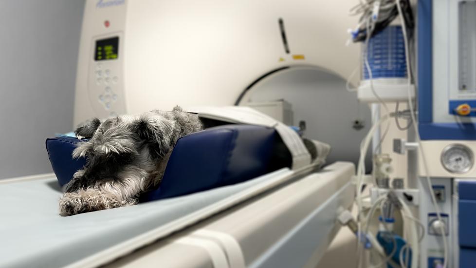 Dog CT Scans: What Are They and Dog CT Scan Cost | PetMD