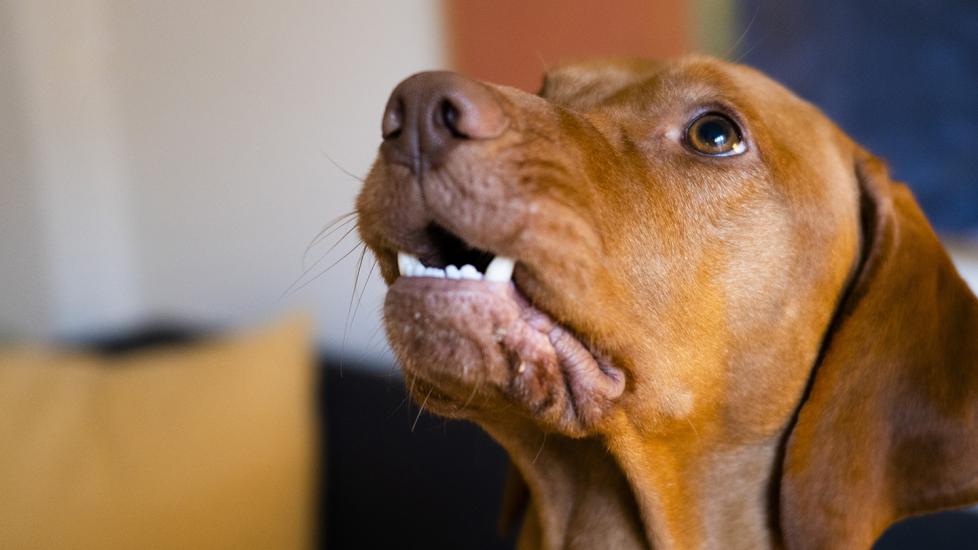Dog Teeth Chattering: Causes and What To Do | PetMD